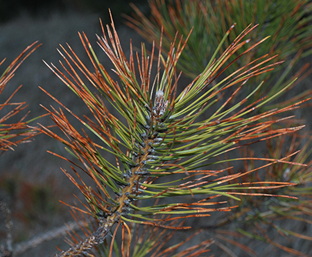 Red Pine Leaf